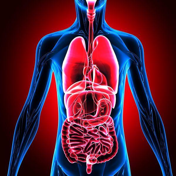 Qu'est-ce qu'un organe cible ? - Maestrovirtuale.com