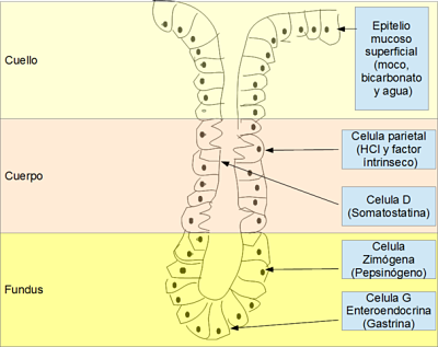 Piloroplastia: o que é, anatomia, fisiologia - Maestrovirtuale.com