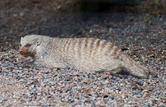 Mongoose: characteristics, habitat, reproduction and feeding ...