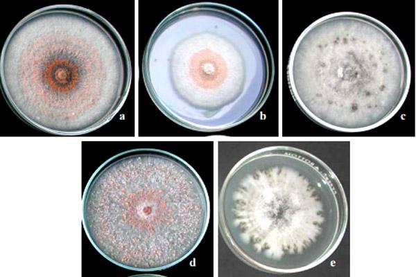 Colletotrichum: características, taxonomia, morfologia ...