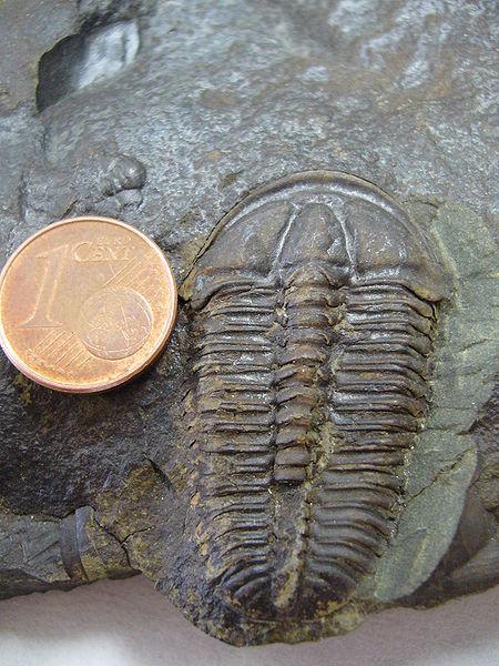 Paläozoikum: Merkmale, Geologie, Flora und Fauna - Maestrovirtuale.com