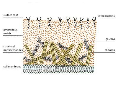 Fungal cells: characteristics, organelles and functions ...