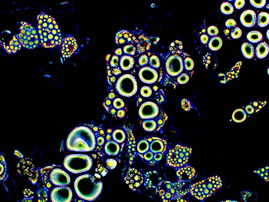 Adipocytes: origin, characteristics, types and functions ...