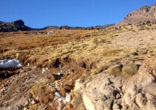 Flora de la Puna del Perú: Características principales ...