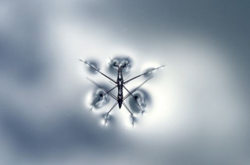 Fuerza de cohesión: características en sólidos, líquidos y gases ...