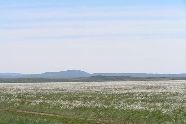 Stepa: karakteristik, jenis, flora, fauna, relief, iklim ...