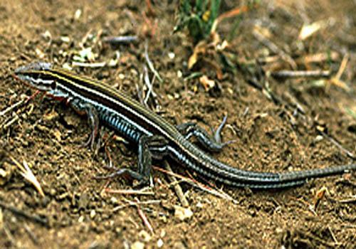 20 Inonakidza Asexual Mhuka uye Hunhu hwadzo - Maestrovirtuale.com