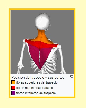 Músculo trapézio: características, funções, síndromes, distúrbios ...
