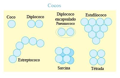 Cocos Gram-positivos: morfologia, estrutura e patógenos - Maestrovirtuale.com
