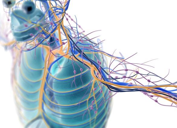 Sistema nervoso periférico: partes e funções - Maestrovirtuale.com