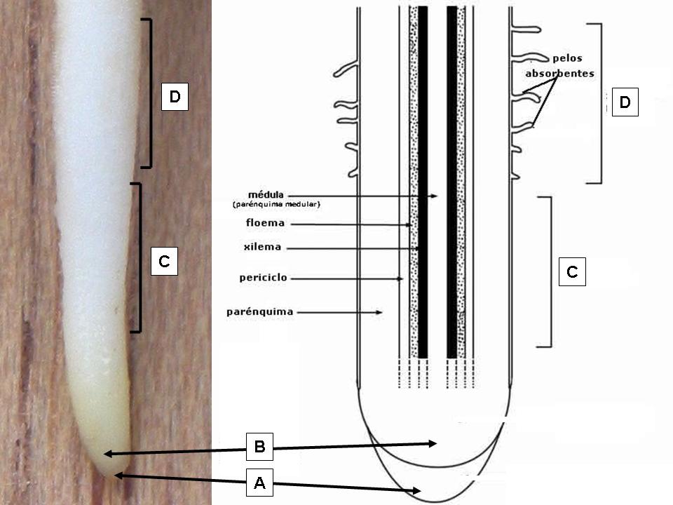 Raiz: características, partes, estrutura, funções e tipos ...