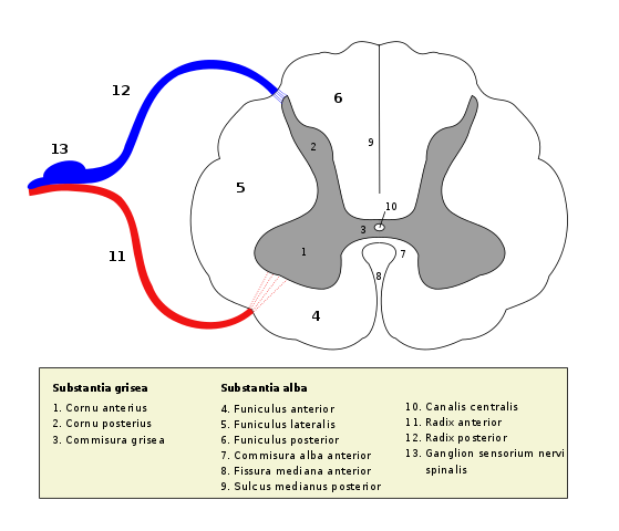 Ruggenmerg: onderdelen, functies en anatomie (met afbeeldingen ...