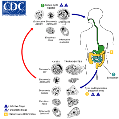 Entamoeba Hartmanni: egenskaper, morfologi, livscykel - Maestrovirtuale.com