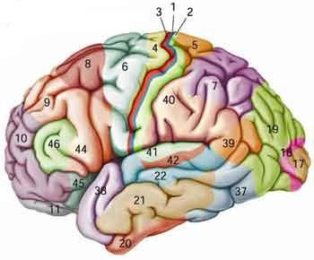 Lobo parietal: anatomia e funções (com imagens) - Maestrovirtuale.com