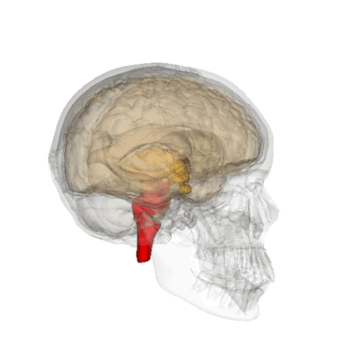 Hersenstam: functies, onderdelen en anatomie - Maestrovirtuale.com