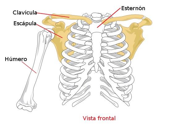 Botstelsel: functies, onderdelen, typen, regio's en verzorging ...