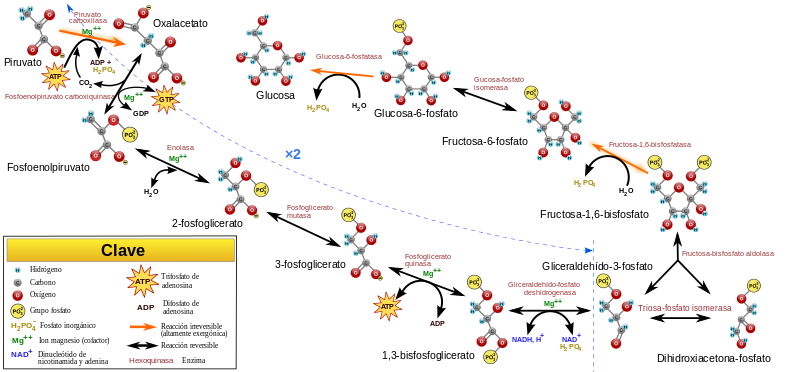 Gliconeogênese: estágios (reações) e regulação - Maestrovirtuale.com