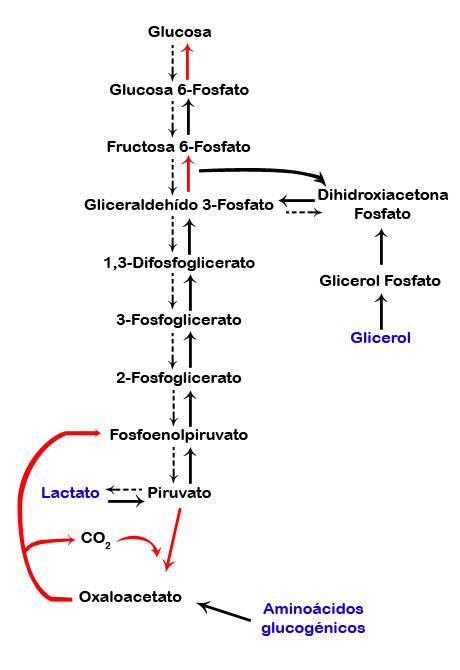 Via Da Glicogenese Schematic Presentation Of The Engineered O And