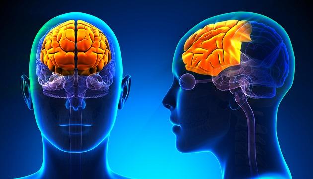 Prefrontal cortex: anatomi, funksjoner og skader - Maestrovirtuale.com