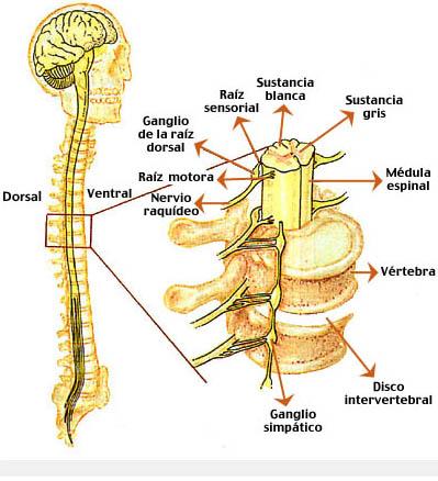 Ruggenmerg: onderdelen, functies en anatomie (met afbeeldingen ...