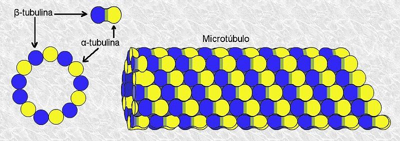 Celtypen: Prokaryoten en Eukaryoten (met afbeeldingen ...