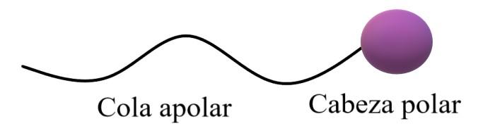 Amphipathic molecules: structure, characteristics, examples ...