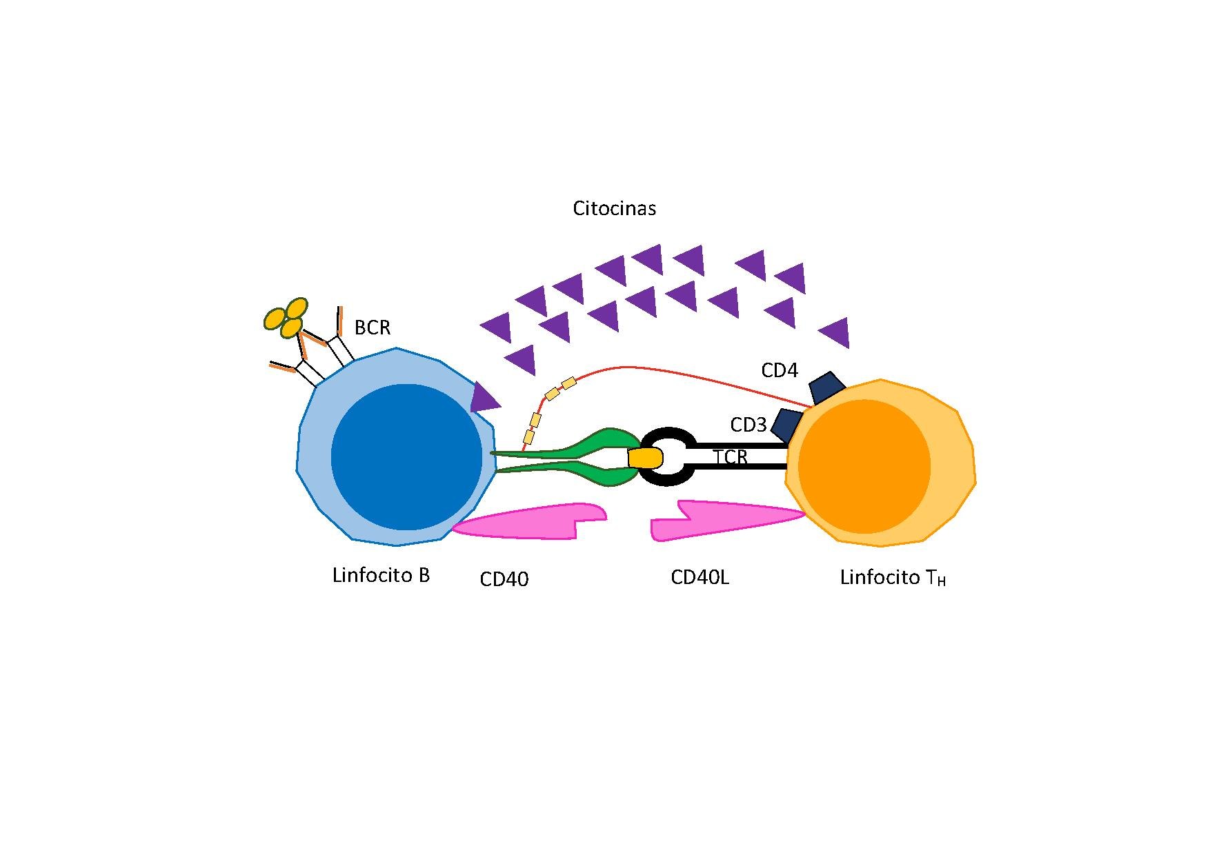 Imunidade humoral: teoria, mecanismos efetores, exemplos ...