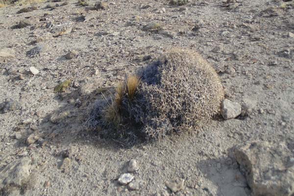 Stepa: karakteristik, jenis, flora, fauna, relief, iklim ...