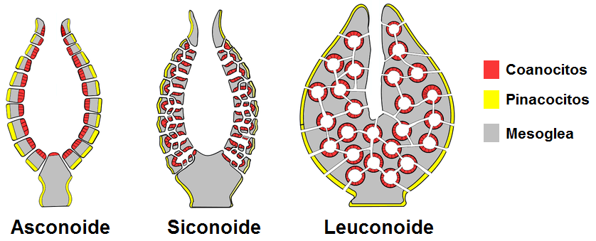 Poríficos: Características, Classificação, Reprodução - Maestrovirtuale.com