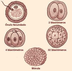 ¿Qué es la blastulación? Pasos y características Maestrovirtuale.com