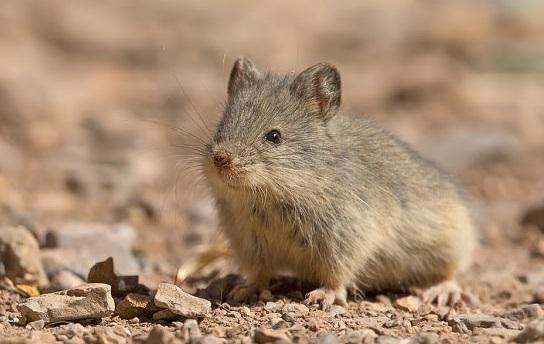 ¿Qué son los animales insectívoros? 50 ejemplos Maestrovirtuale.com