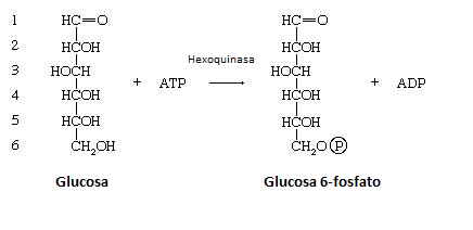 O que é hexoquinase? - Maestrovirtuale.com