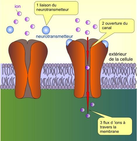 Glutamato (neurotransmissor): síntese, ação, funções - Maestrovirtuale.com