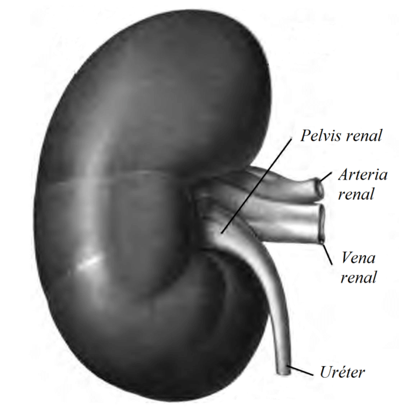 Rim: Fisiologia, Funções, Hormônios, Doenças - Maestrovirtuale.com