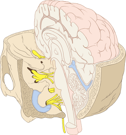 Aivorunko: Toiminnot, osat ja anatomia - Maestrovirtuale.com