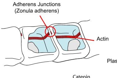 Jonctions cellulaires : types et leurs caractéristiques ...