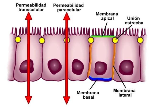 Jonctions cellulaires : types et leurs caractéristiques ...