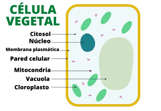 Plantecelle: egenskaper, deler (organeller) og funksjoner ...